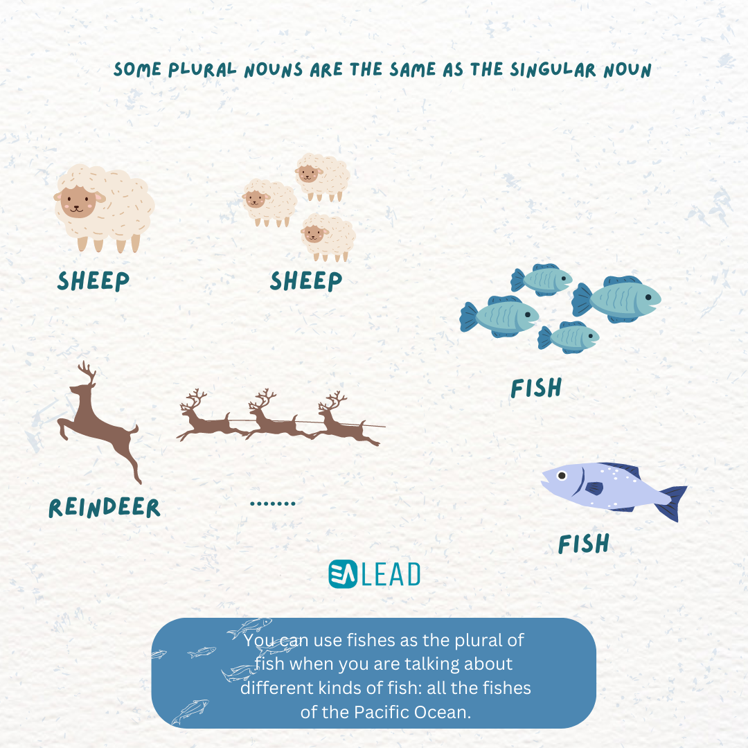 Singular vs Plural Nouns – LEAD